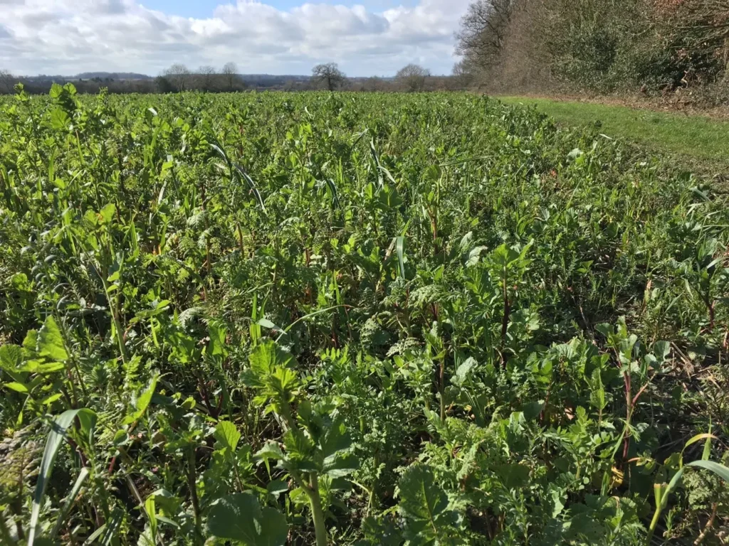 Signs Cover Cropping | Norfolk FWAG