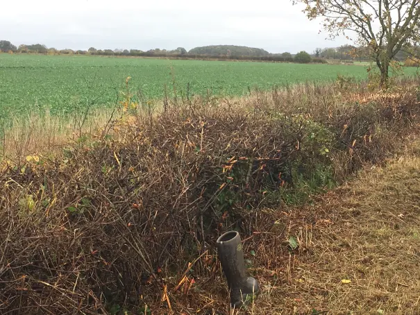 Hedgerow Management | Norfolk FWAG